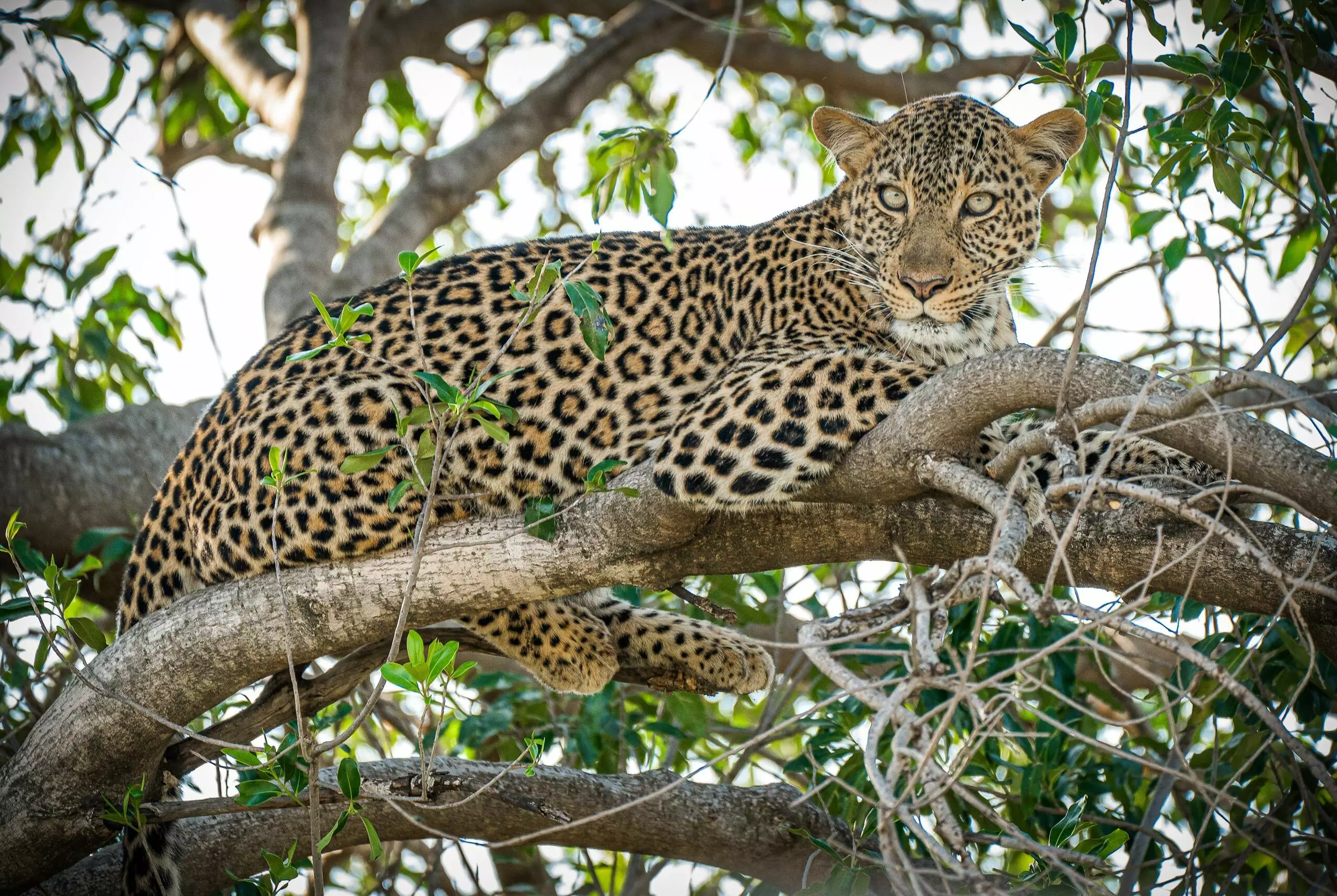 Botswana - Wild Vision Adventures