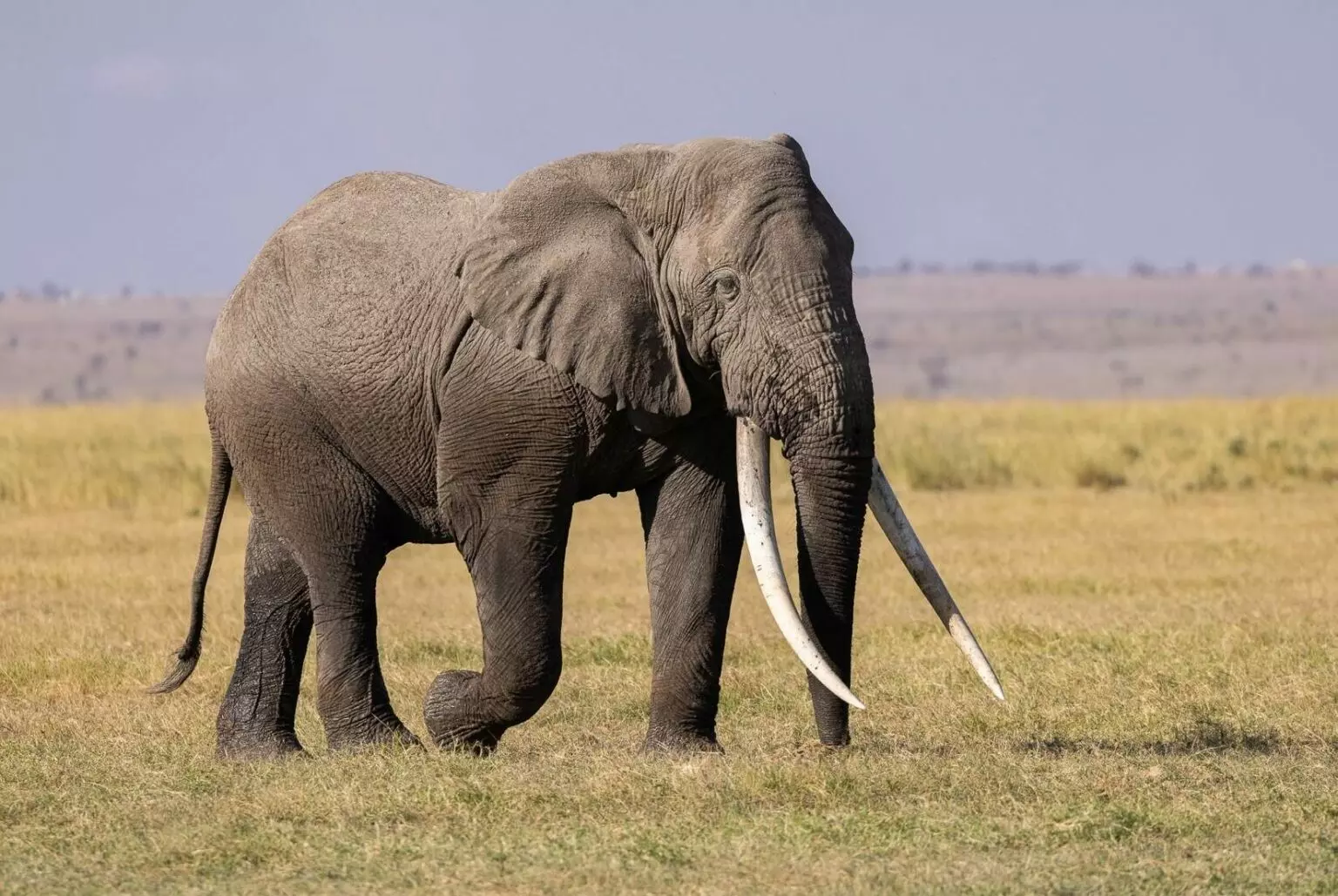 Big Tusker Safari - Wild Vision Adventures